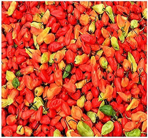 VibeX GBPUT-95 - Bhut Jolokia Ghost Pepper Chilli - (450 Seeds) Seed Price in India - Buy VibeX ...