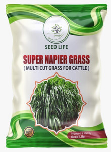 SRI SAI FORESTRY SUPER NAPIER GRASS SEED, MULTI CUT GRASS Seed Price in India - Buy SRI SAI ...