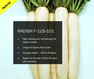 CYBEXIS RADISH F-1 PUAS-101 SEEDS(250 Seeds) Seed Price in India - Buy CYBEXIS RADISH F-1 PUAS ...