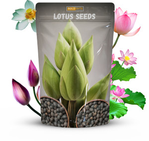 Bold Byte Lotus Seeds for Planting, Lotus Flower Seeds Seed Price in India - Buy Bold Byte Lotus ...