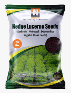 Numinous Hedge Lucerne / Velimasal / Dashrath / Desmanthus Virgatus Grass Seeds Seed Price in ...