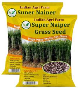 IAgriFarm Super Napier Grass Seed - 2 Kg - High Yield Perennial Multicut Fodder Grass Seed Price ...