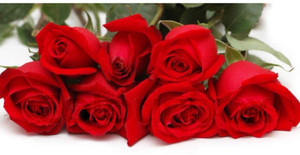 greenfarm Rose Flower Seeds/Good Germination , 80 X Seeds , DKL-75 Seed Price in India - Buy ...