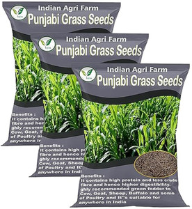 IAgriFarm Punjabi Grass Seed - 3 kg - Multicut Grass Seed / Fodder Grass for Cattle Seed Price ...