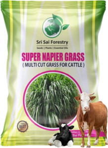 SRI SAI FORESTRY Super Napier Grass Seeds, Multi Cut Grass For Goat, Cow, Rabbit, High Yield ...