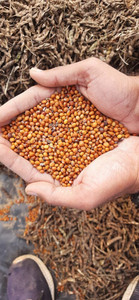 SEVA FARMS Pigeon pea (toor dal) Seed Price in India - Buy SEVA FARMS Pigeon pea (toor dal) Seed ...