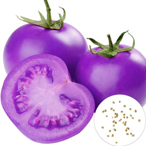 CYBEXIS Fast Germination Purple Cherry Tomato Seeds500 Seeds Seed Price in India - Buy CYBEXIS ...