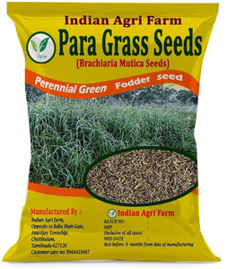 IAgriFarm Para Grass Seed (Brachiaria Mutica Seeds) - 1 Kg - Perennial Green Fodder Seed Price ...