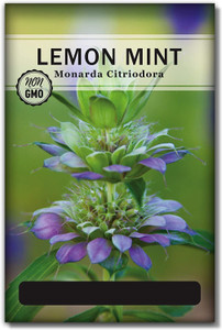 lemon mint edible