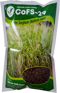 IAgriFarm CoFs29 Fodder Sorghum Seed -1 Kg -MultiCut For Fodder Cultivation Seed Price in India ...