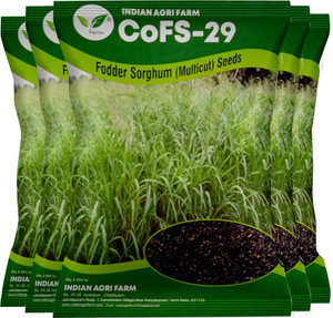 IAgriFarm CoFs29 Fodder Sorghum Seed - 5 Kg - MultiCut For Fodder Cultivation Seed Price in ...