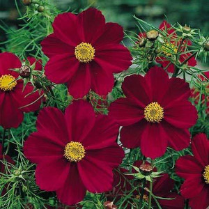 VibeX NDIR-34 - Rare cosmos flower" Purple Red-White" Ornamental flower - (30 Seeds) Seed Price ...