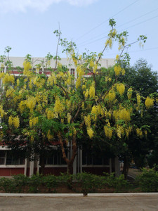Garden Basket Hubb Cassia seeds, Cassia Fistula,Golden Shower Tree, Indian Laburnum Seeds Seed ...