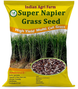 IAgriFarm Super Napier Grass Seed - 1 Kg - High Yield Perennial Multicut Fodder Grass Seed Price ...