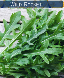 CEZIUS Italian Arugula seeds, Wild Rocket Seed Price in India - Buy CEZIUS Italian Arugula seeds ...