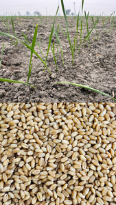 Sant Seeds LLP Wheat Seeds DBW 327(KARAN SHIVANI) For Sowing Farming & Agriculture Seed Price in ...