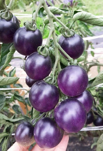 TRICONE Hybrid Purple Cherry Tomato Seeds Gardening Seeds G7 Seed Price in India - Buy TRICONE ...