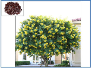 PSAgroinput Cassia seeds, Cassia Fistula,Golden Shower Tree, Indian Laburnum Seeds Seed Price in ...