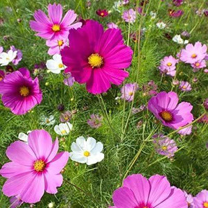 VibeX NDIR-17 - Cosmos ‘Mix’ F1 Hybrid Flower - (270 Seeds) Seed Price in India - Buy VibeX NDIR ...