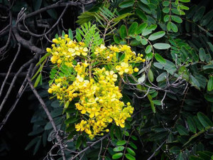 PSAgroinput Cassia seeds, Cassia Fistula,Golden Shower Tree, Indian Laburnum Seeds Seed Price in ...