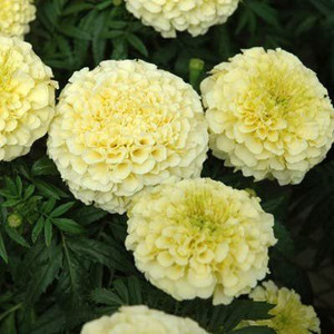 VibeX ® RXI-300 African Marigolds - Vanilla F1 Seed Price in India - Buy VibeX ® RXI-300 African ...