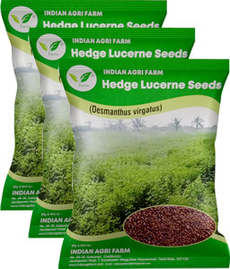 IAgriFarm Hedge Lucerne Seed Pack of - 3 kg - Velimasal / Desmanthus Fodder Seed Price in India ...