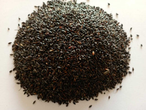 Agromate CSV-33MF, FODDER SORGHUM Seed Price in India - Buy Agromate CSV-33MF, FODDER SORGHUM ...