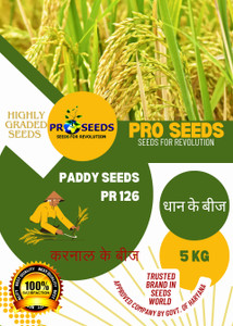 PRO SEEDS pr 126 pau variety paddy rice seed high graded 5 kg Seed Price in India - Buy PRO ...