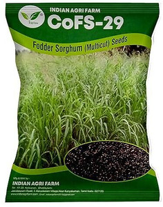 IAgriFarm CoFs29 Fodder Sorghum Seed -1 Kg -MultiCut For Fodder Cultivation Seed Price in India ...