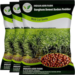 IAgriFarm Sorghum Sudan Grass Fodder Seeds - 3 Kg - Multi Cut Fodder Seeds Seed Seed Price in ...