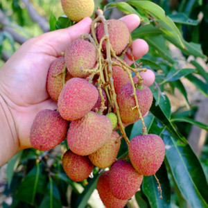 lychee tree in uk