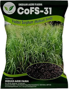 IAgriFarm CoFs31 Fodder Sorghum Seed - 500 gram - MultiCut For Fodder Cultivation Seed Price in ...