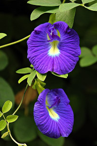 ASPEN Blue Colour Sangu Poo | Sangu Pushpam Healthy Live Plant | Not a Seed Price in India - Buy ...