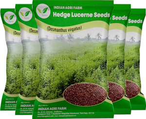 IAgriFarm Hedge Lucerne Seed Pack of - 5 Kg - Velimasal / Desmanthus Fodder Seed Price in India ...