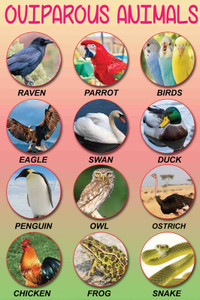 "Oviparous Animals" Kids Education Poster|Decorative Early Learning ...