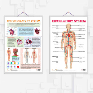 THE CIRCULATORY SYSTEM chart and CIRCULATORY SYSTEM chart | combo of 2 chart | Anatomy and ...