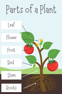 "Parts Of A Plant" Wall Poster For Kids Early Learning|Kids Educational ...