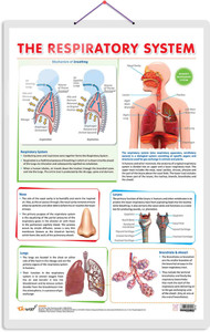 THE RESPIRATORY SYSTEM CHART | The Breath of Life: Exploring the ...