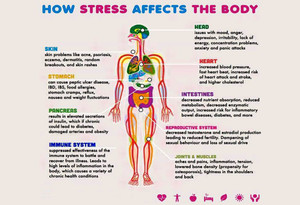 Poster How Stress Affects The Body sl11863 (Large Poster, 36x24 Inches ...