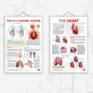 THE RESPIRATORY SYSTEM chart and THE HEART chart | combo of 2 charts ...