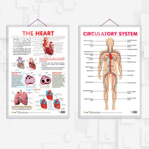 THE HEART chart and CIRCULATORY SYSTEM chart | combo of 2 Chart | Cardiovascular Insights: The ...
