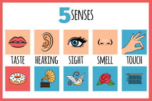 Kids Educational Sticker Poster On "5 Senses"|Early Learning Sticker ...
