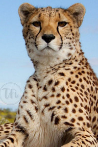 Wildlife Cheetah Poster | Jungle Cheetah Posters for Room | Unframed | With Self Adhesive Tape ...