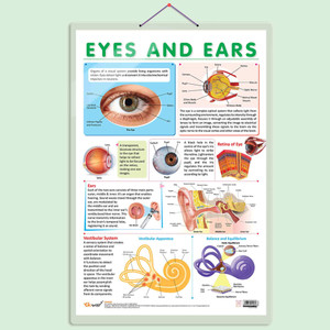 EYES AND EARS CHART | Insight into the Senses: Comprehensive Eyes and ...