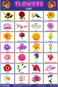 Flowers Chart for Kids learning (11.5 x 17.5 inches) Photographic Paper ...