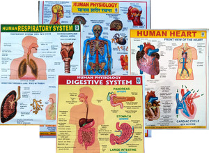 "Complete Set of Human Physiology, Respiratory, Digestive System ...