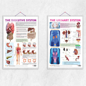 THE URINARY SYSTEM chart and THE DIGESTIVE SYSTEM chart | combo of 2 ...