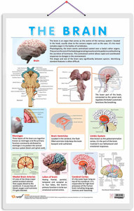 THE BRAIN CHART | Journey through the Brain: Comprehensive Anatomy ...