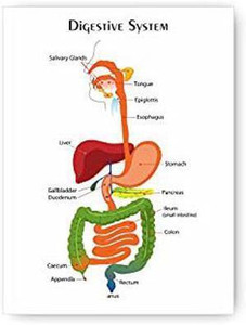 Digestive System poster - Kids learning Charts / Posters for Kids ...