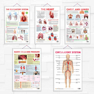 THE RESPIRATORY SYSTEM, THE HEART, CHEST AND LUNGS, BLOOD CELLS AND ...
